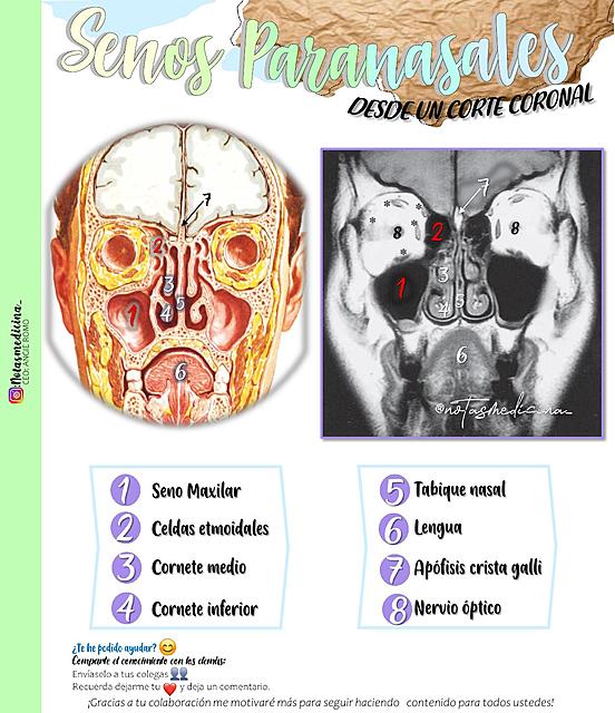 Resúmenes de Senos paranasales | Descarga apuntes de Senos paranasales
