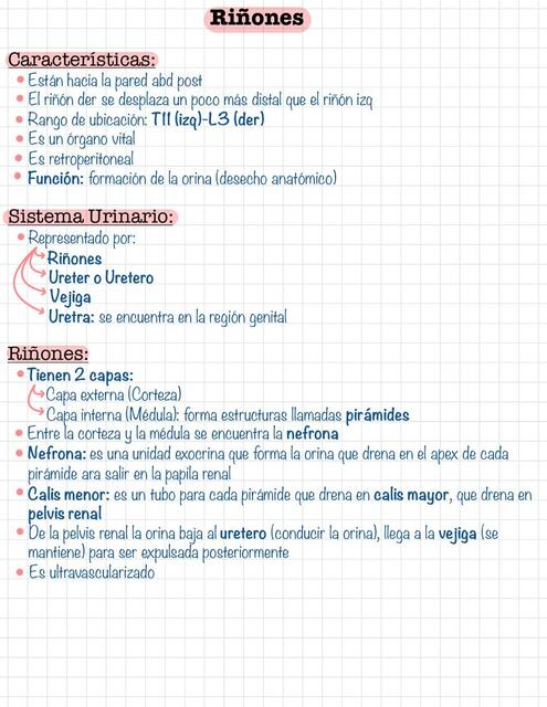 Anatomía | uDocz