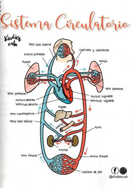 Sistema circulatorio | Lourdes Giles | uDocz