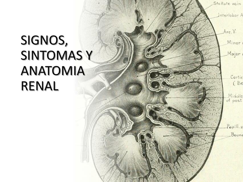 Signos, Síntomas y Anatomía Renal | Kedrick Simeon Contreras Cardenas ...