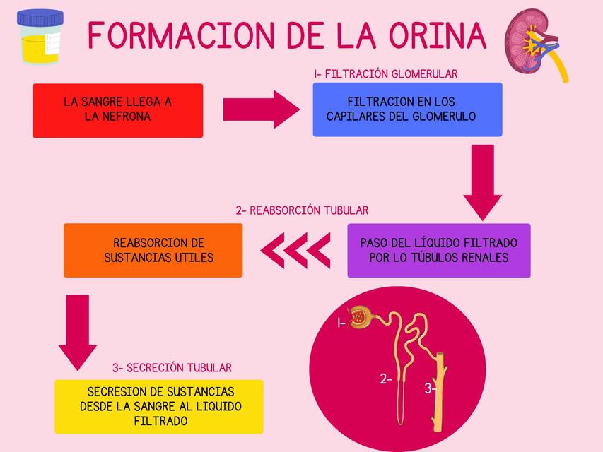 Formación de la orina | Frani | uDocz
