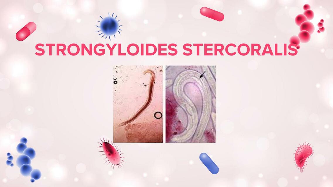 Strongyloides stercoralis | Joselyn Teresa ROMERO FLORES | uDocz