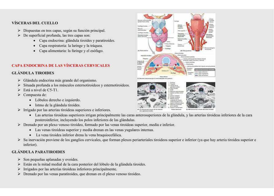 Resumen capítulo 9 Vísceras del cuello Moore Anatomía con Orientación Clínica | Todo sobre ...