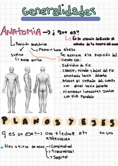 Generalidades anatomia | Macrófagostudy | uDocz