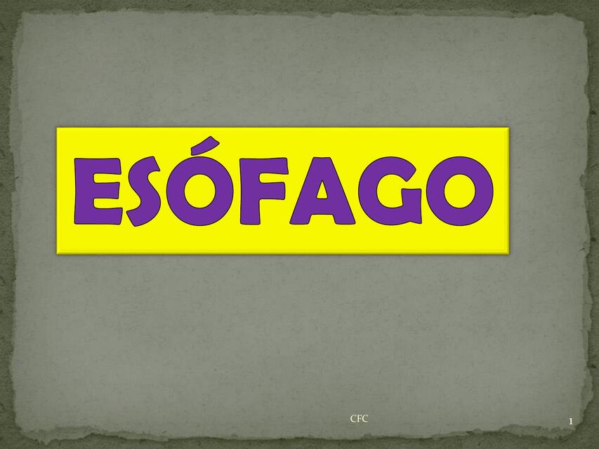 Esófago | Leti | uDocz