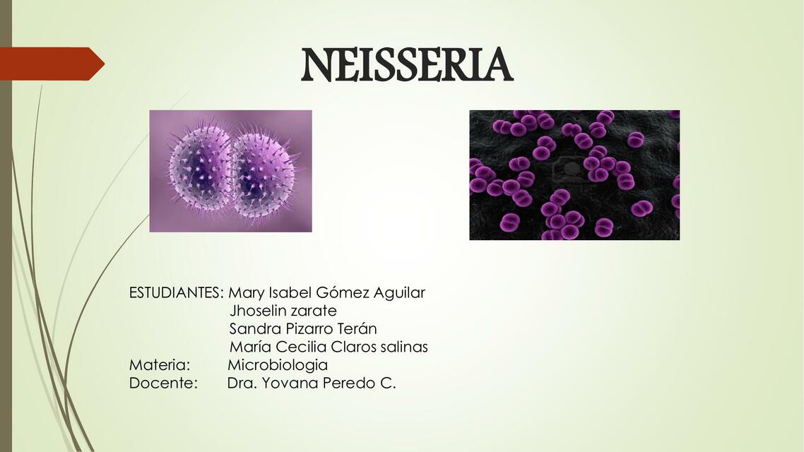 Neisseria | maria cecilia claros salinas | uDocz