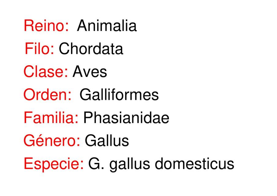Taxonomía gallina | Rojas V. | uDocz