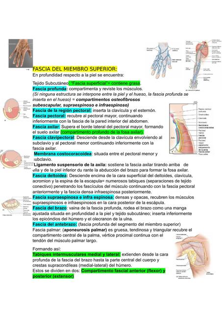 Resumen capítulo 3 Fascias Moore Anatomía con Orientación Clínica | Todo sobre Libros de ...