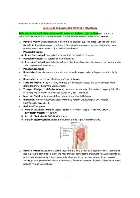 Resumen capítulo 3 Regiones pectoral y escapular Moore Anatomía con Orientación Clínica | Todo ...