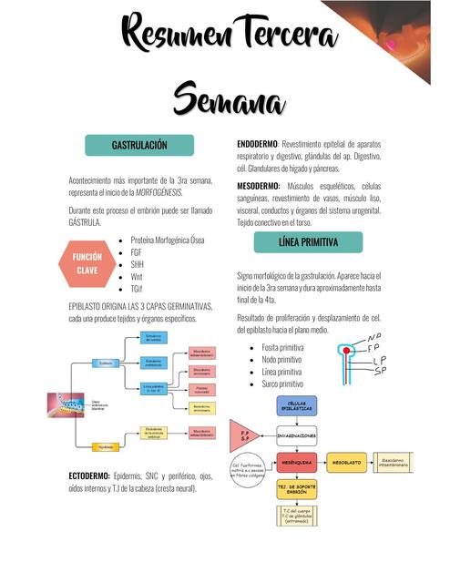Embriología | uDocz