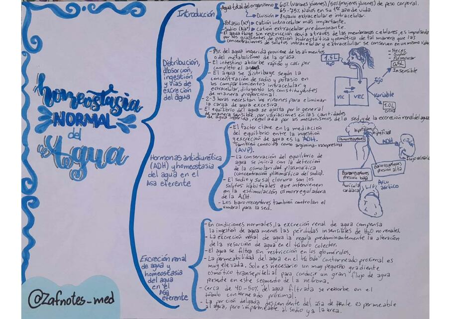 Homeostásia normal del Agua | Yuleisy Roque Garcia | uDocz