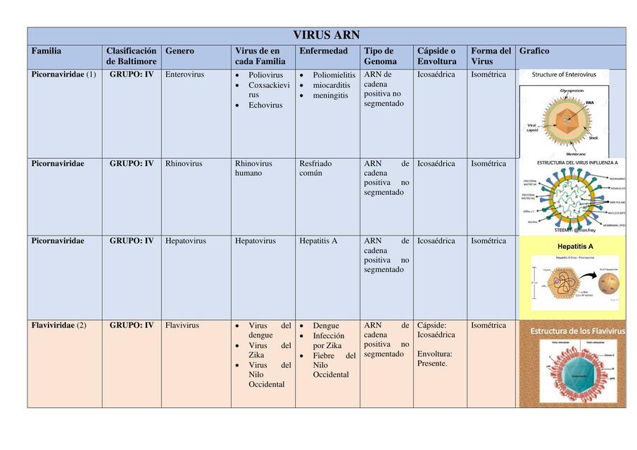 Clasificación de los Virus ARN y ADN | Carlos Carvajal | uDocz