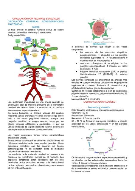 Resumen capítulo 33 Circulación por regiones especiales Ganong ...