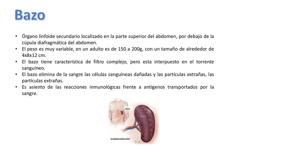 Descripción Anatómica del Bazo | MiddleMedic | uDocz