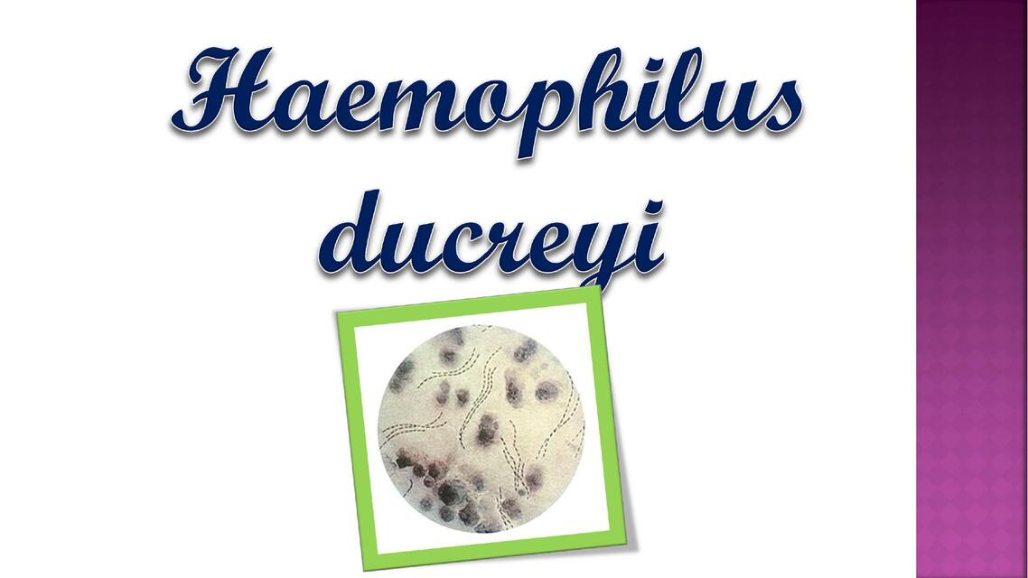 Haemophilus ducreyi | CIENCIAS DE LA SALUD | uDocz