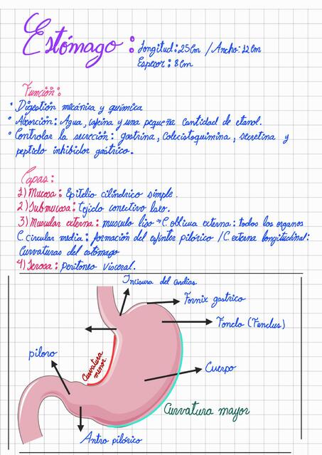 Estómago | Sara | uDocz