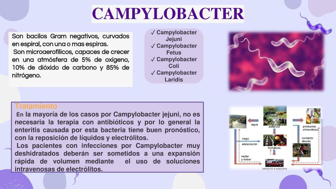 Campylobacter | Medicina Óptima | uDocz