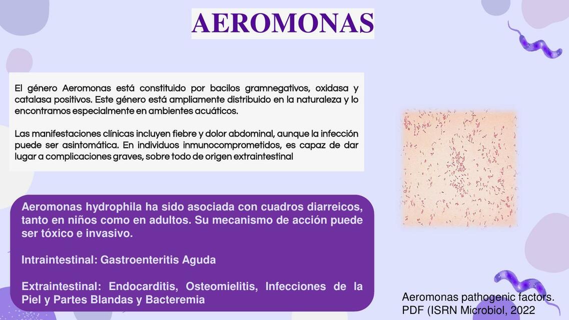 Aeromonas | Medicina Óptima | uDocz