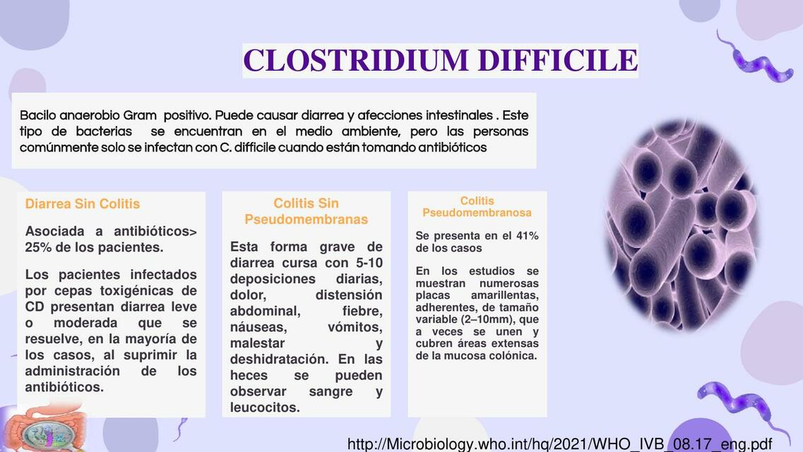 Clostridium difficile | Medicina Óptima | uDocz