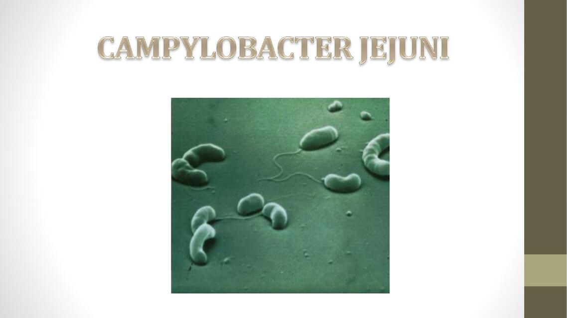 Campylobacter jejuni | CIENCIAS DE LA SALUD | uDocz