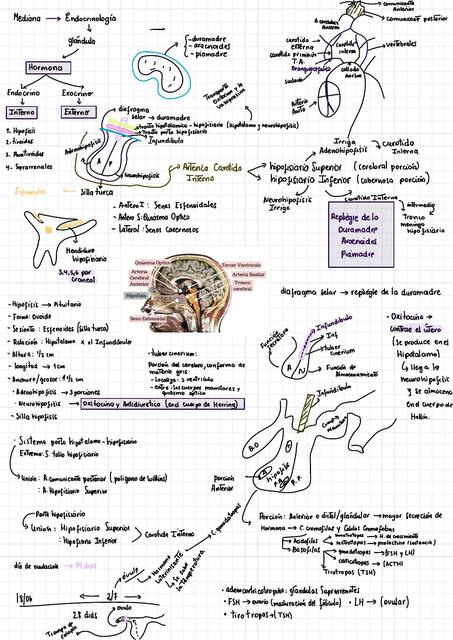 Apunte de Endocrino | Enfermería | uDocz