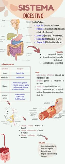 Sistema Digestivo | Steph | uDocz