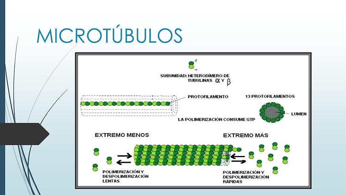 MICROTÚBULOS | Microbiología | Histología | uDocz
