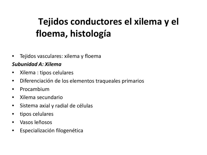 Flashcards de Tejidos conductores el xilema y el floema, histología ...