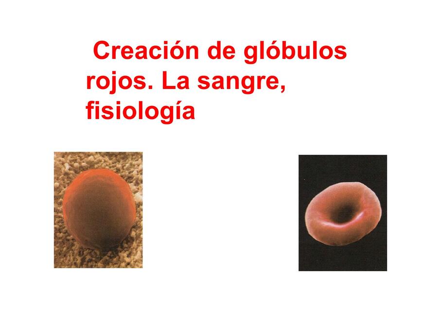 Creación de glóbulos rojos. La sangre, fisiología | Biología General ...