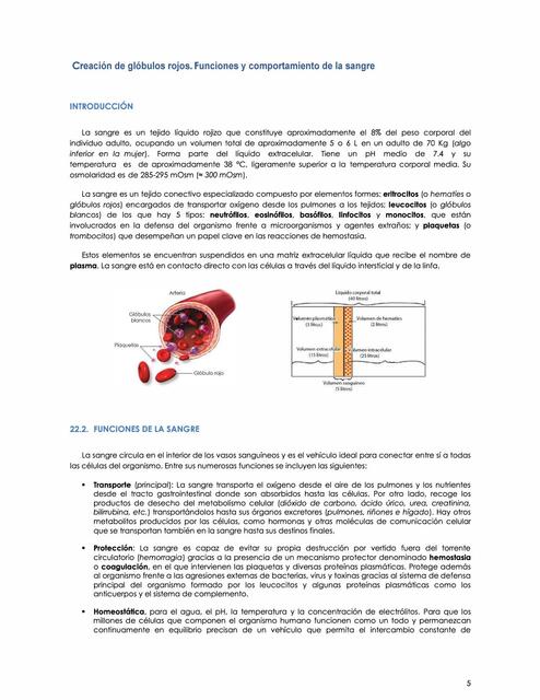 Creación de glóbulos rojos. Funciones y comportamiento de la sangre | Biología General | uDocz