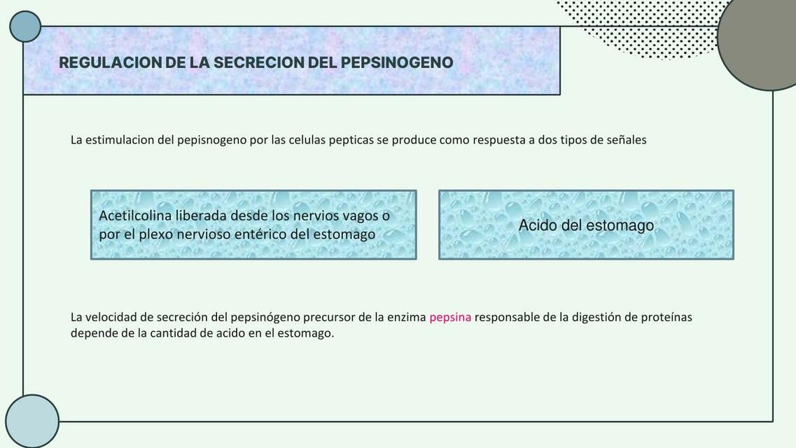 Regulación de la Secreción del Pepsinógeno | LEYDI REQUE RIOJA | uDocz