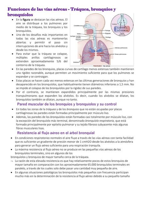 Funciones de las Vías Aéreas- Tráquea, Bronquios y Bronquiolos | Alison ...