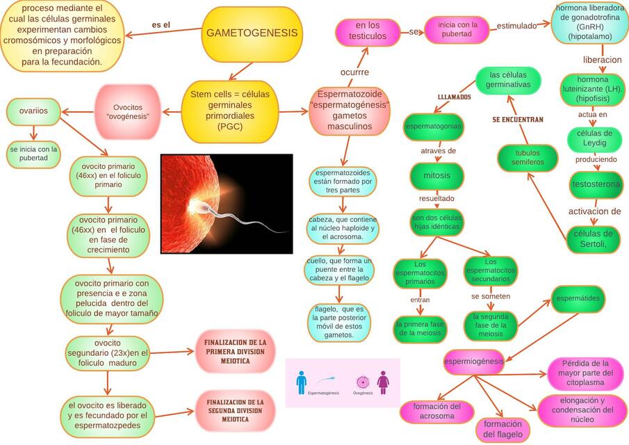 Gametogénesis | MONICA ESPINOZA HUARANCCAY | uDocz