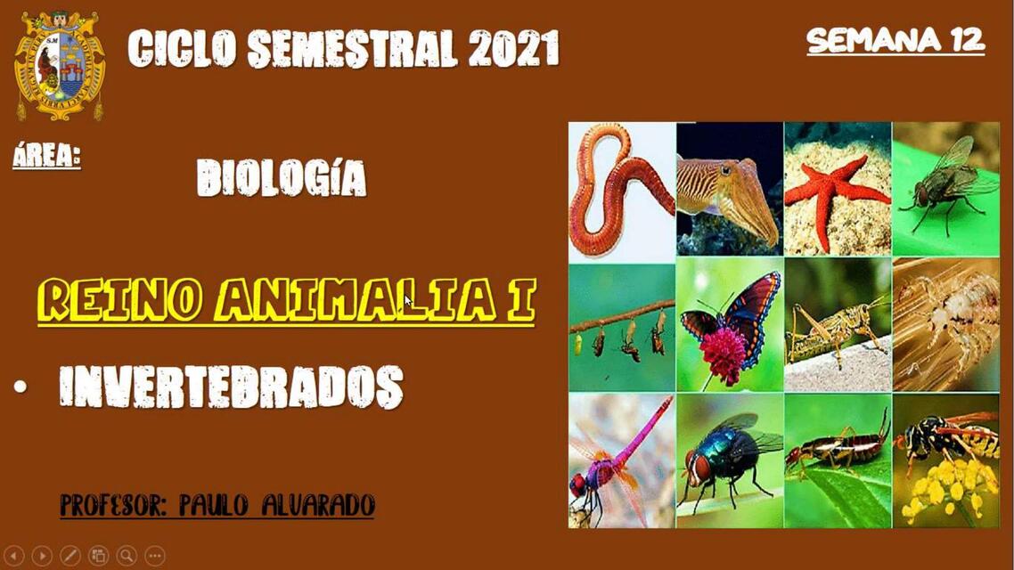 Reino animalia | ODALYS CORONADO NAVARRO | uDocz