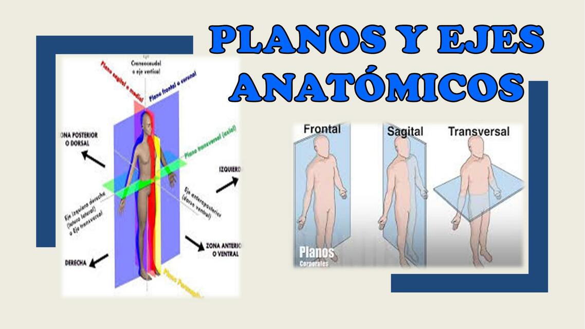 Planos Y Ejes De Anatomía Planos Y Ejes Corporales Posiciones