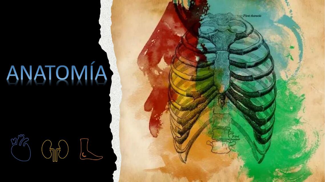 1.Planos y Ejes Corporales - Anatomía Humana | El camino del médico | uDocz