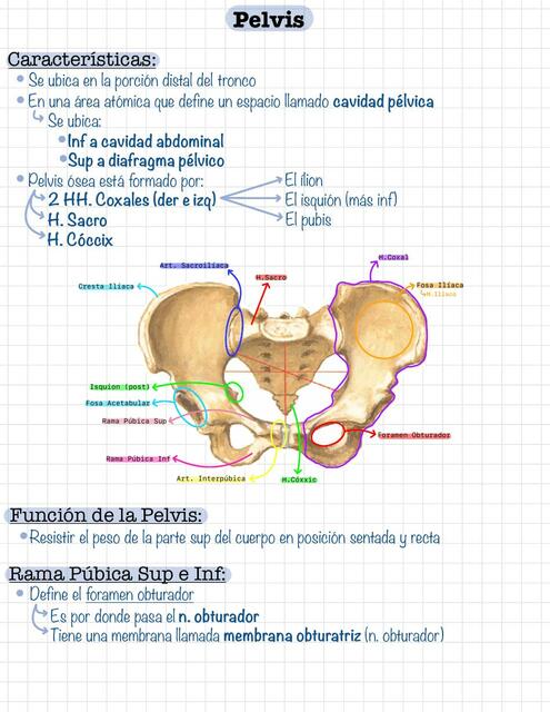 Pelvis Udocz