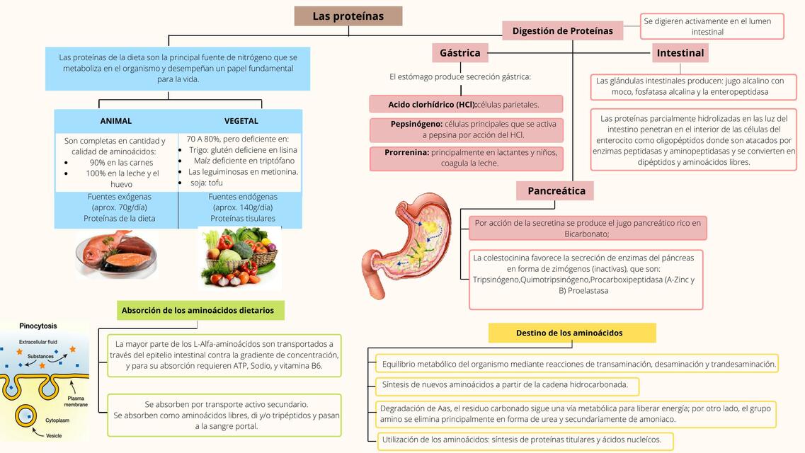 Las proteínas | ABIGAIL PAREDES | uDocz