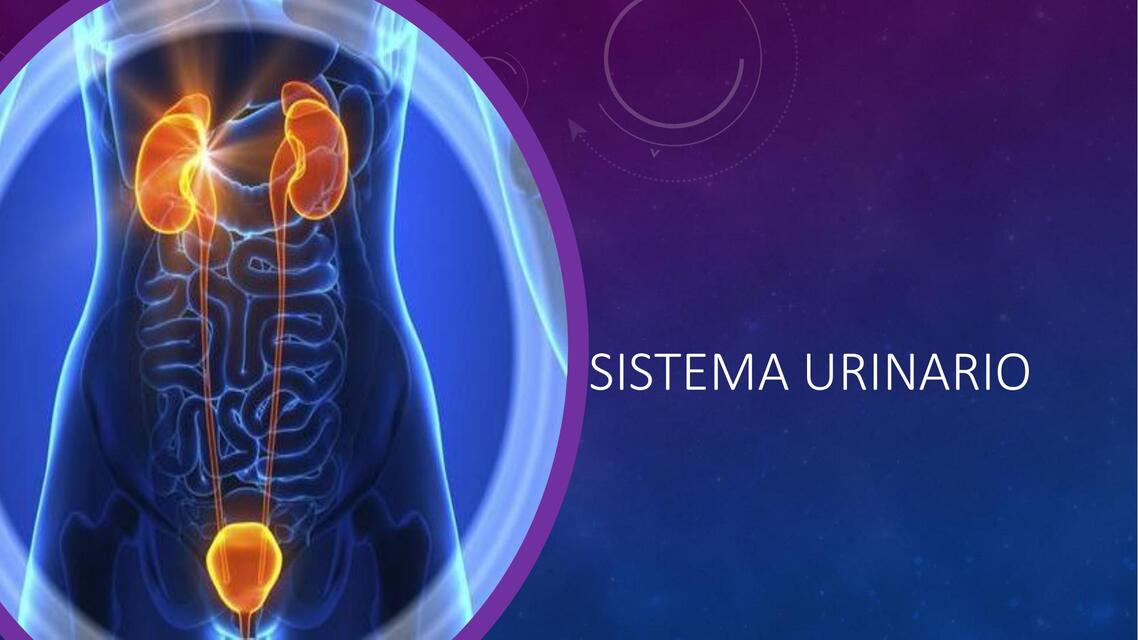 Sistema Urinario | Katherine Julia Mayta Calsina | uDocz