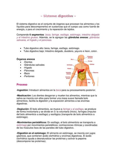 Sistema Digestivo | Airam | uDocz
