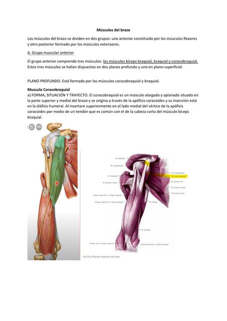 Músculos del Brazo | TheRafaKing23 | uDocz