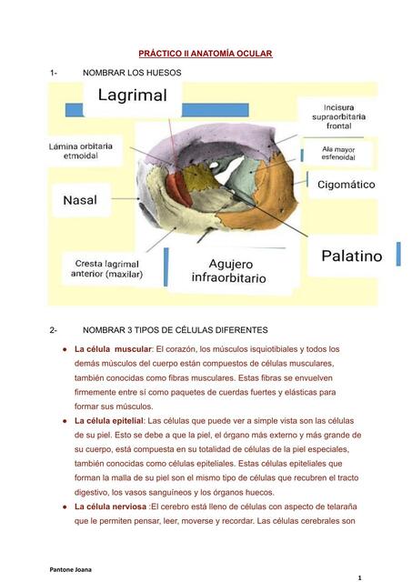 Práctico 2 Anatomía ocular | Joana Pantone | uDocz
