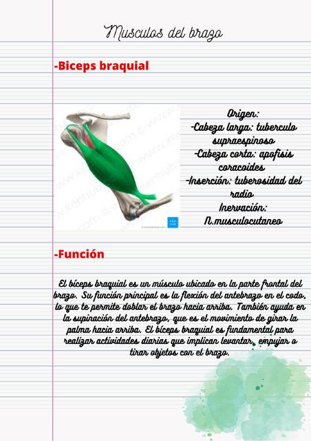 Músculos del brazo | farid tanus | uDocz