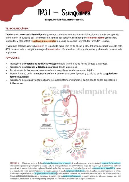 Sangre | Parasimpática | uDocz