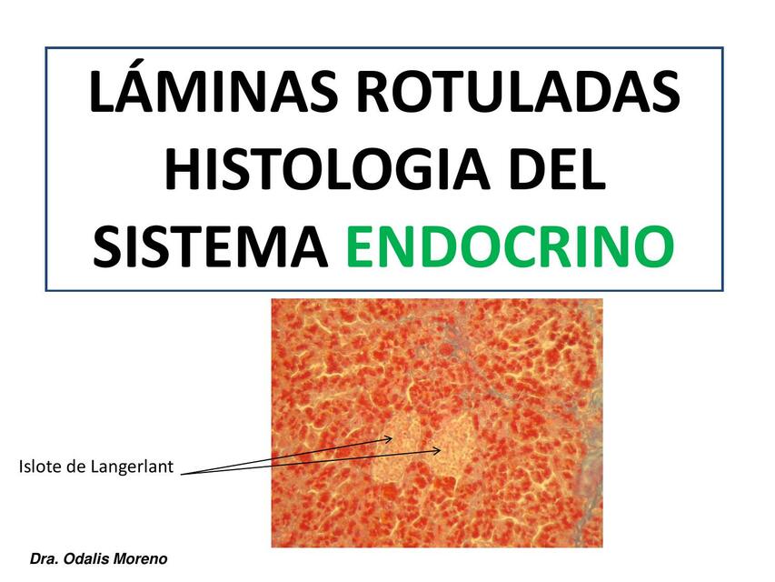 🔬Láminas rotuladas del sistema endocrino🔬 | Dra Odalis Moreno | uDocz