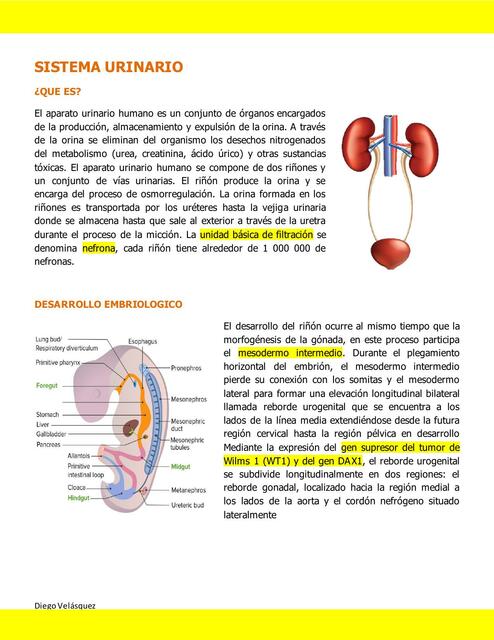Sistema urinario | Diego A. Velásquez J | uDocz