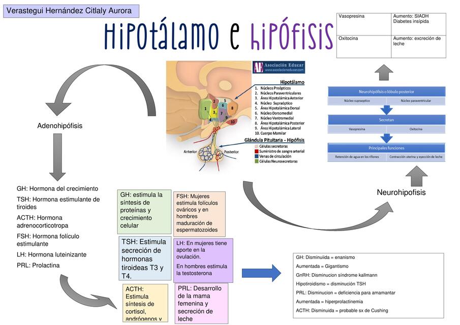 Mapa Hipotálamo | Citlaly Verastegui | uDocz