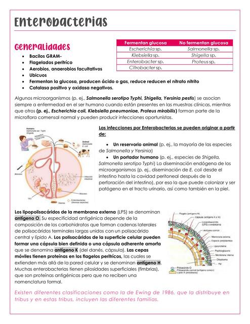 Otras Enterobacterias