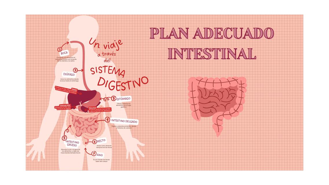 Plan adecuado intestinal | María Sara Repetto Quiroga | uDocz
