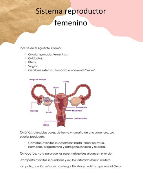 Sistema reproductor femenino | Mariana Barrios | uDocz